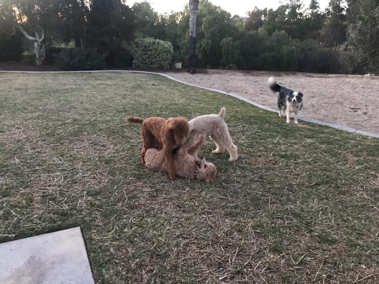 Personal Protection Dogs at Play | Integrity K9 Services