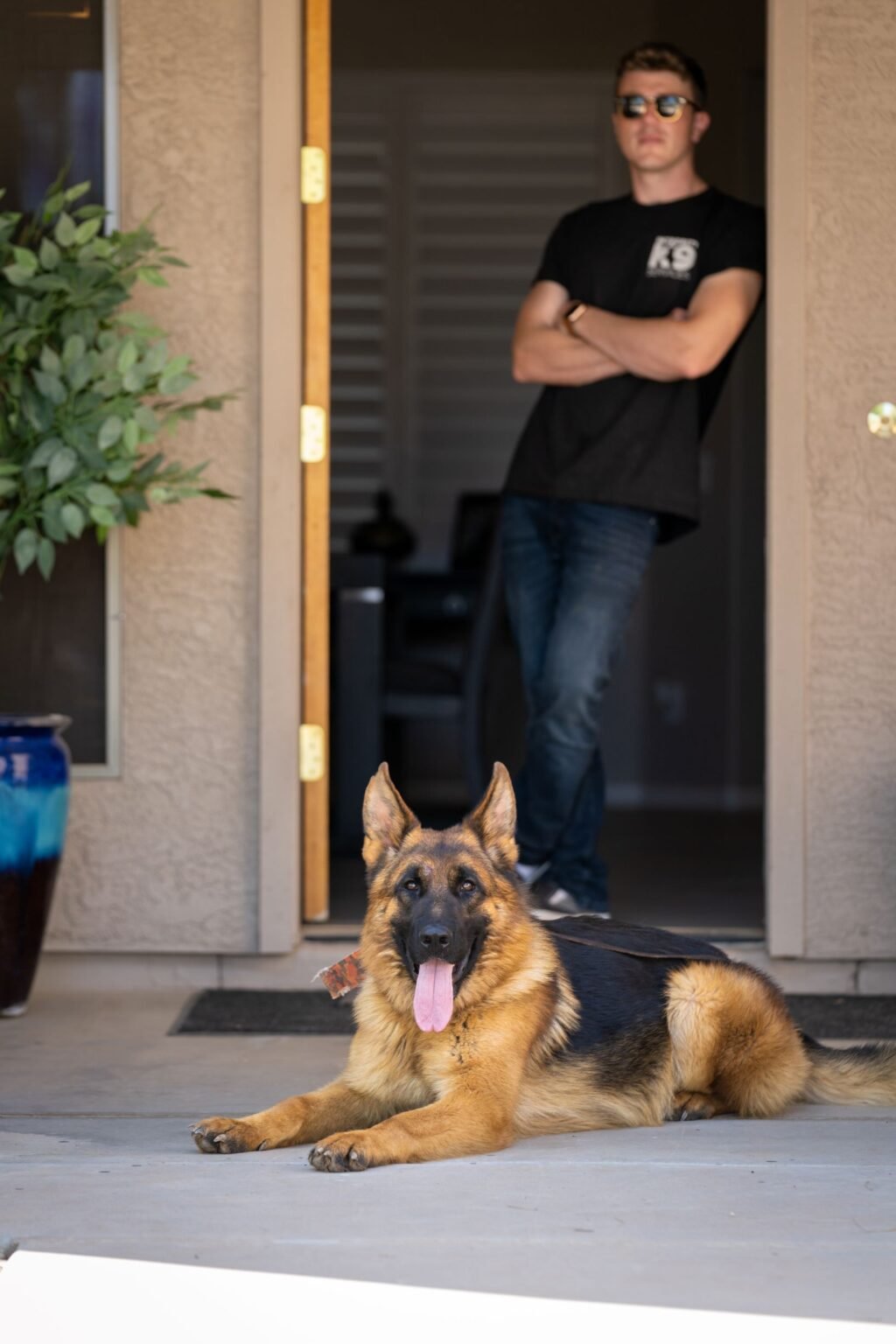 Hulk - German Shepherd Protection | Integrity K9 Services