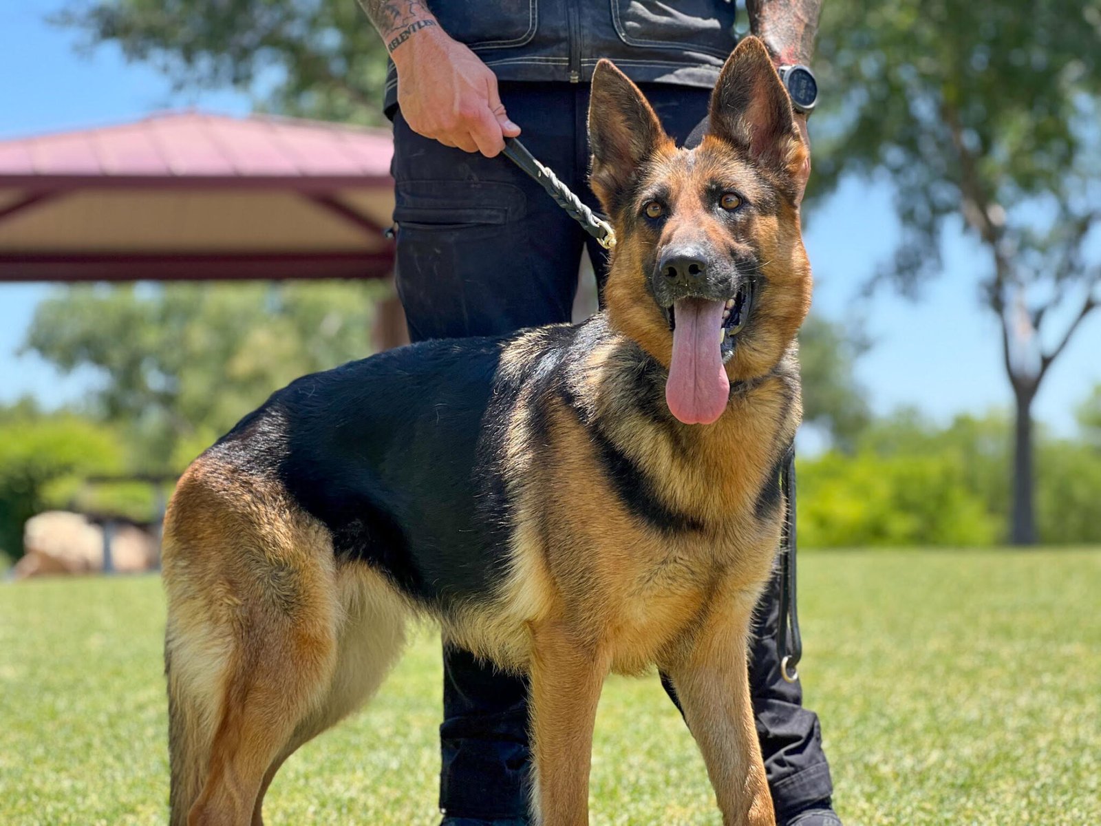 German Shepherd Protection Dogs for Sale | Integrity K9 Services