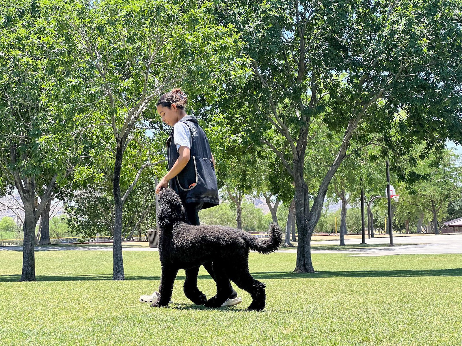 Adell - Protection Poodle | Integrity K9 Services