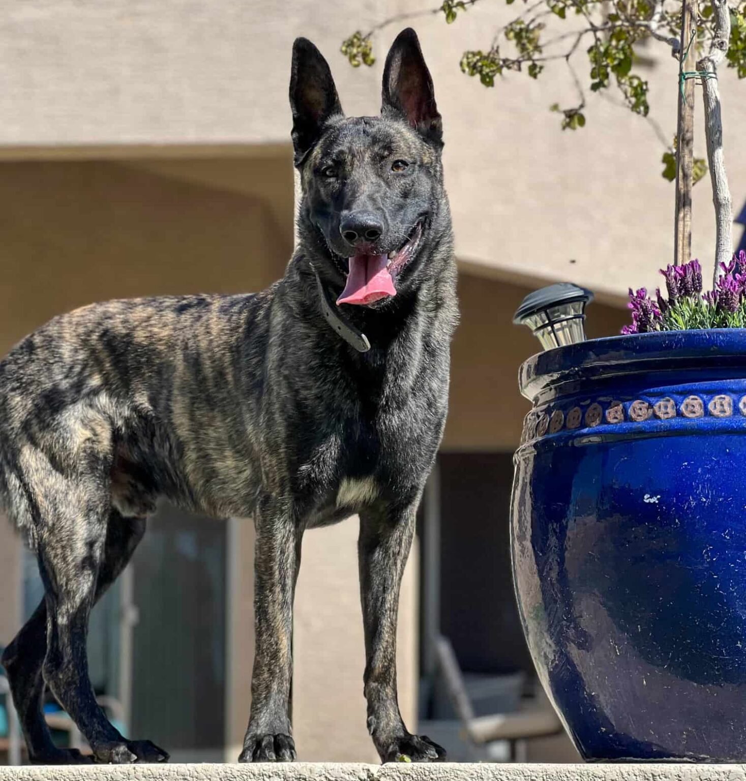 Dutch Shepherd Protection Dogs | Integrity K9 Services